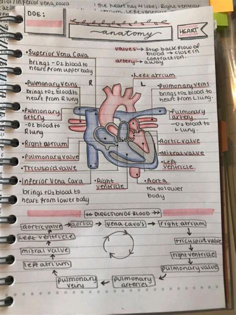 Anatomy Off The Heart Cheat Sheet Artofit