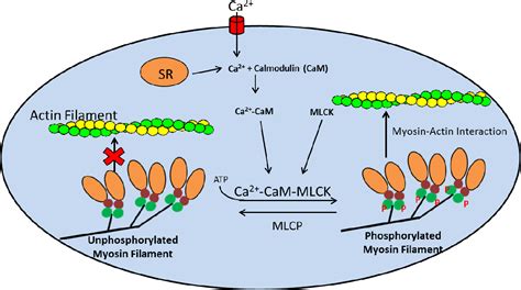 Figure 1 1 From Interactions Of Smooth Muscle Myosin Filaments With