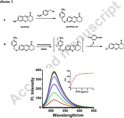 Figure 4 From A New Fluorescent Probe With A Large Turn On Signal For Imaging Nitroreductase In