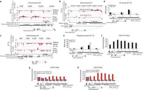 Cdc14 Represses Transcription Of Subtelomeric Y′ Elements A Yeast Download Scientific