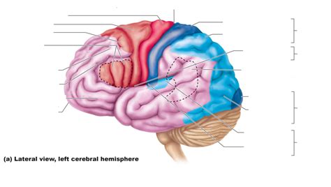 Functions Of The Cerebral Cortex Key Areas And Their Roles In Biology Flashcards Quizlet