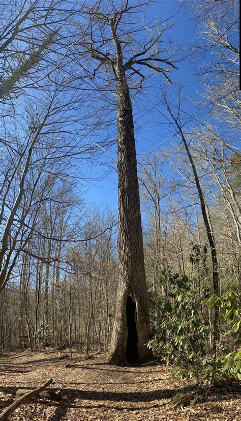Found This Huge Gash Deep In The Woods While Hiking Had To Climb In And Playbut It Just Made