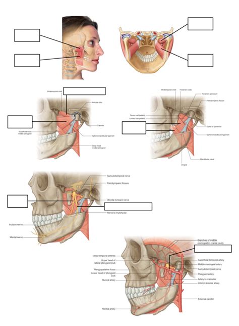 The Face Scalp And Vasculature The Infratemporal Fossa Diagram Quizlet
