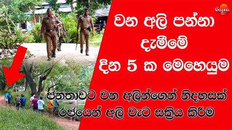 වන අලි පන්නා දැමීමේ දින 5 ක මෙහෙයුම Youtube