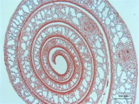 Plant Anatomy Database