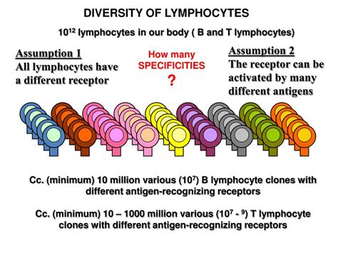 Ppt Antibody Diversity Ii Powerpoint Presentation Free Download Id 6119399