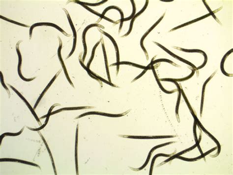 Predatory Nematodes For Controlling Insect Pests Top Crop Managertop