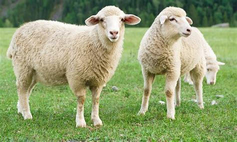 Animals Rely On Melatonin To Mate At Right Time Of Year Daily Mail Online