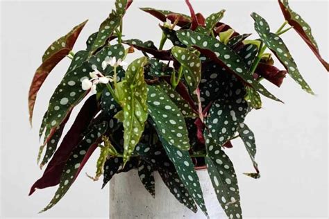 Begonia Maculata Care Leaf Tips Solved