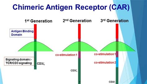 The Development Of Car Gene Construction Creative Biolabs Car T Blog