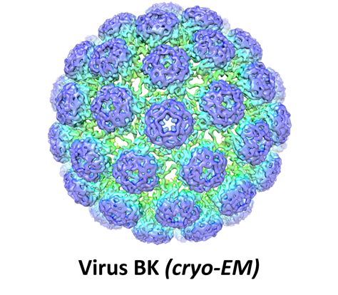 Virus Bk Upjv