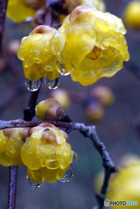 雨上がり満月蝋梅 by ご隠居鳥 ID10109638 写真共有サイト PHOTOHITO