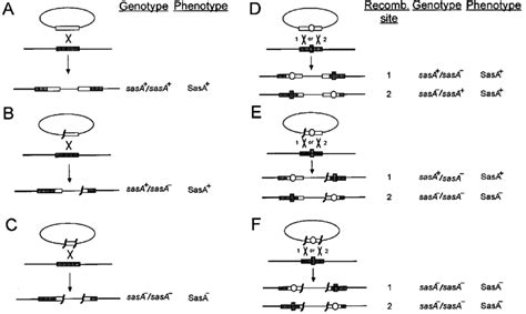 Plasmid Integration Into The M Xanthus Chromosome By Homologous Download Scientific Diagram