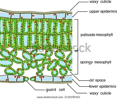 Cross Section Of Leaf Over Royalty Free Licensable Stock Vectors Vector Art Shutterstock