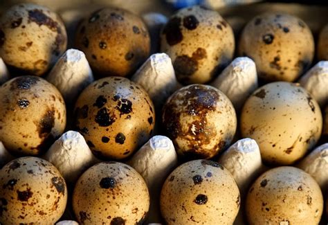Master Quail Breeding And Hatching With Our Comprehensive Guide