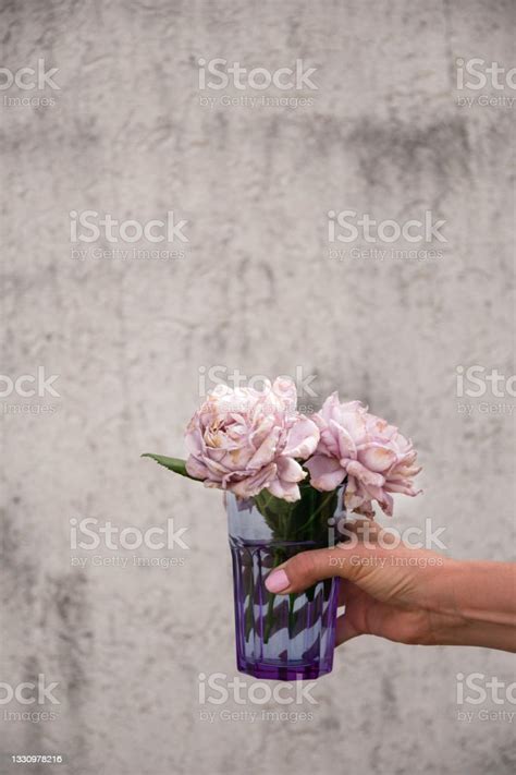 회색 벽 배경에 연기가 자욱한 라일락 장미의 퇴색 싹유리를 들고 있는 여성의 손 0명에 대한 스톡 사진 및 기타 이미지 0명 거친 건축 Istock