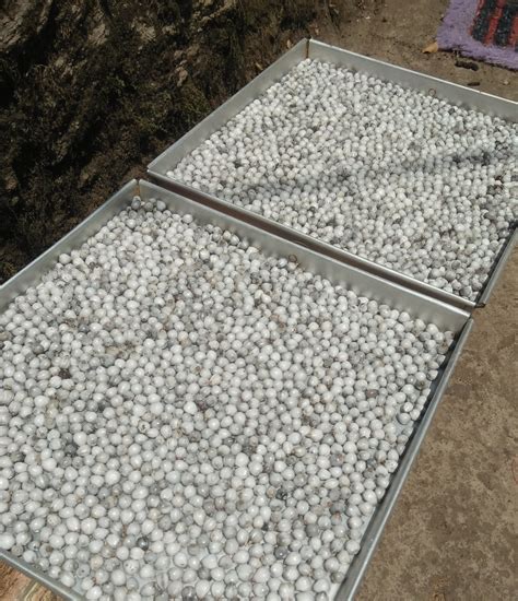 Biji Kering Jali Jali Hanjeli Jalu Watu Coix Lacryma Jobi L Lazada Indonesia