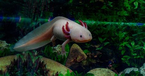 How Many Axolotls Are Left Plus Why Are They Important To The Ecosystem