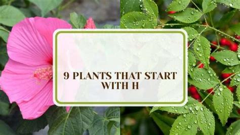 9 Plants That Start With H Beautiful Garden Plants Plant America