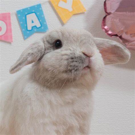 FLUFFLOP