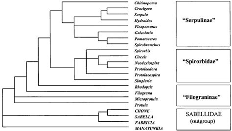 The Strict Consensus Of Four Equally Parsimonious Trees Download Scientific Diagram