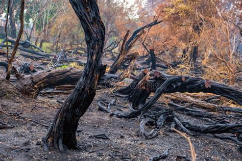 Vegetation Burned By A Wild Fire Stock Photo Image Of Forest Barren