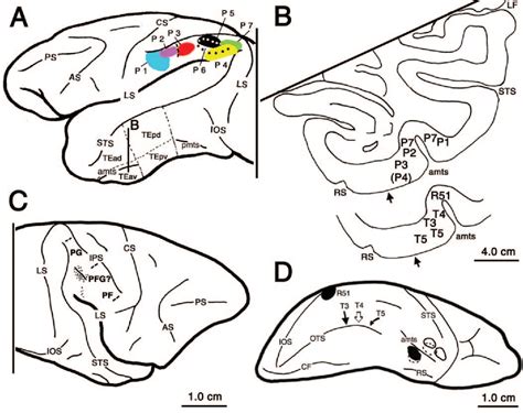 Figure 1 From Inferior Parietal Lobule Projections To Anterior Inferotemporal Cortex Area Te