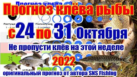 Прогноз клева рыбы на Эту неделю с 24 по 31 Октября Календарь рыбака на неделю Лунный календарь