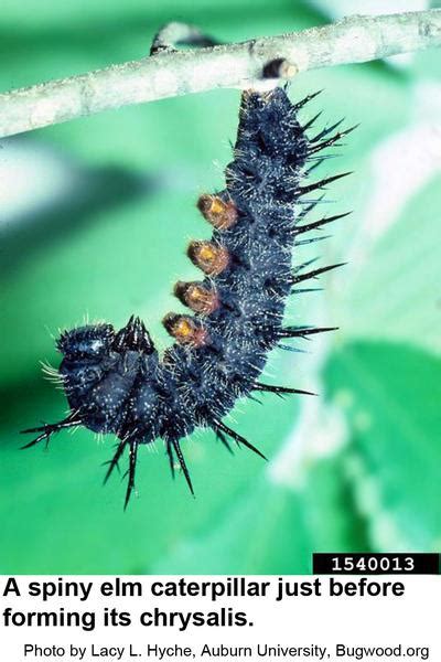 Mourning Cloak Butterfly Spiny Elm Caterpillar Nc State Extension