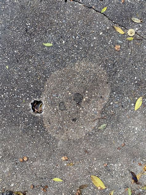 Cat Blob R Confusing Perspective