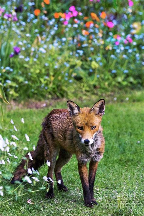 Red Fox Vixen 1 By Georgette Douwma Science Photo Library