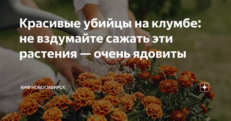 Красивые убийцы на клумбе не вздумайте сажать эти растения — очень ядовиты АиФ Новосибирск