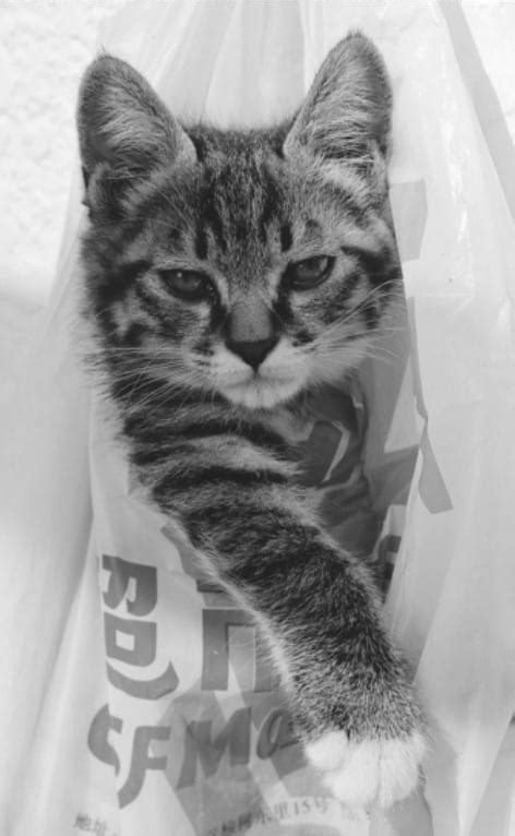 《深度学习之图像识别：核心技术与案例实战》读书笔记 Game 2020