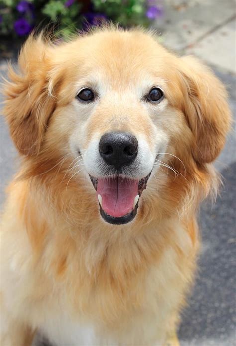 Meet Bert A Petfinder Adoptable Golden Retriever Dog Waterville Oh