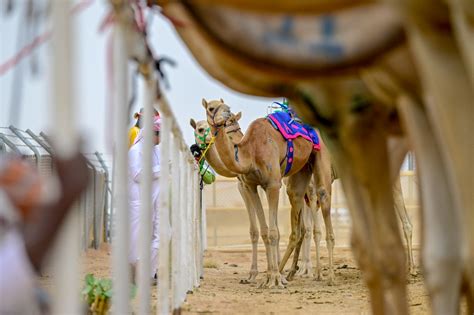 الاتحاد السعودي للهجن Scrfsa Twitter