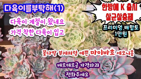 다육이를부탁해1 꽃처럼 예쁜 마이바흐 에오니옴 베르세르크금 파격파괴 Youtube
