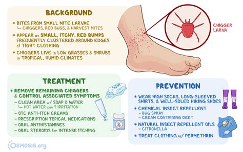 Chigger Bites What Are They Appearance And More Osmosis