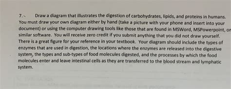 Solved Draw A Diagram That Illustrates The Digestion Of Chegg