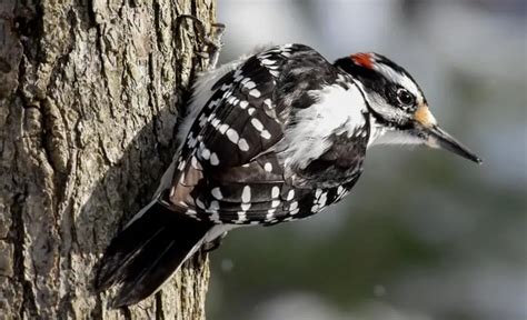 9 Woodpeckers In Missouri With Pictures And Identification