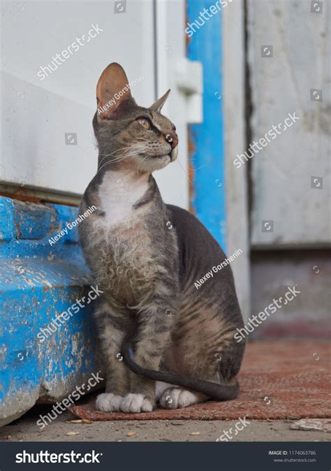 Kitten Naked Cat Stock Photo Shutterstock