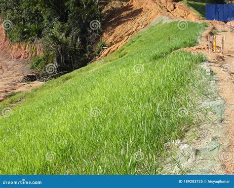 The Grass Is Planted To Prevent Erosion Of The Soil Slope Royalty Free Stock Image