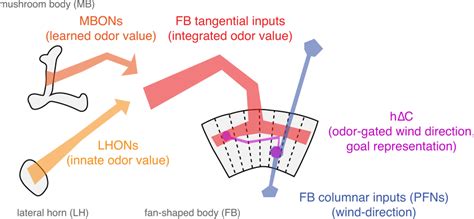 Conceptual Model Of Sensory Integration For Olfactory Navigation In The