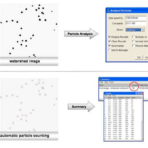 b automatic nucleus counting with imagej a particle analysis b