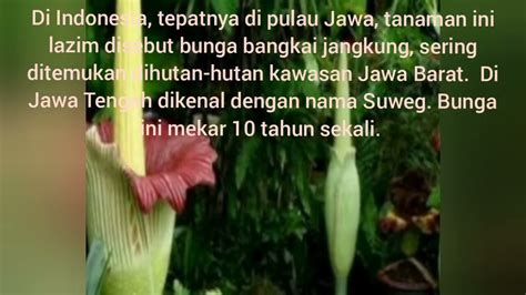 Bunga Tanaman Paling Vulgar Di Dunia MIRIP PENIS VAGINA YouTube