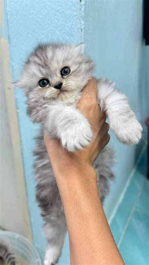 หาบ้านให้น้องแมว เปอร์เซีย Ennxo