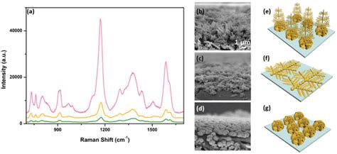 A Sers Spectra Of 10⁻⁶ M Cv On 3d Ag Forest‐like Micro Nanostructure Download Scientific