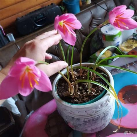 Зефирантес купить в Колпино цена 450 руб дата размещения 07 03