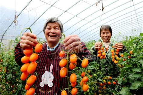 江西吉州：大棚蔬菜富农民 人民图片网