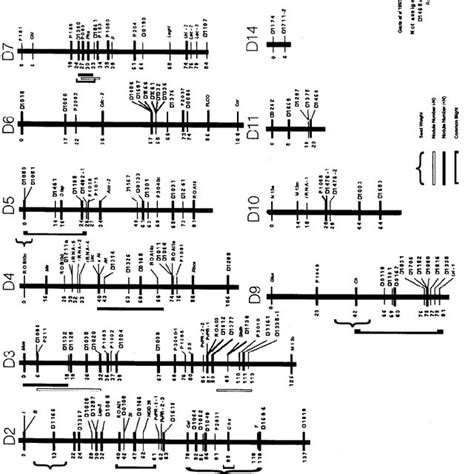 Genetic Linkage Groups In Common Bean With Codes Indicating Locations Download Scientific