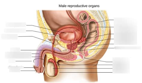 Male Reproductive Organs Diagram Quizlet